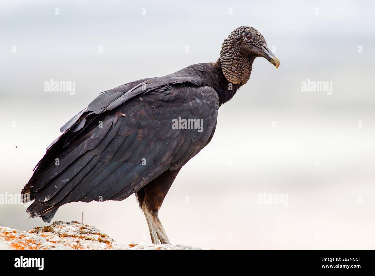 Mature Female Turkey Vulture In The Wild Stock Photo - Alamy