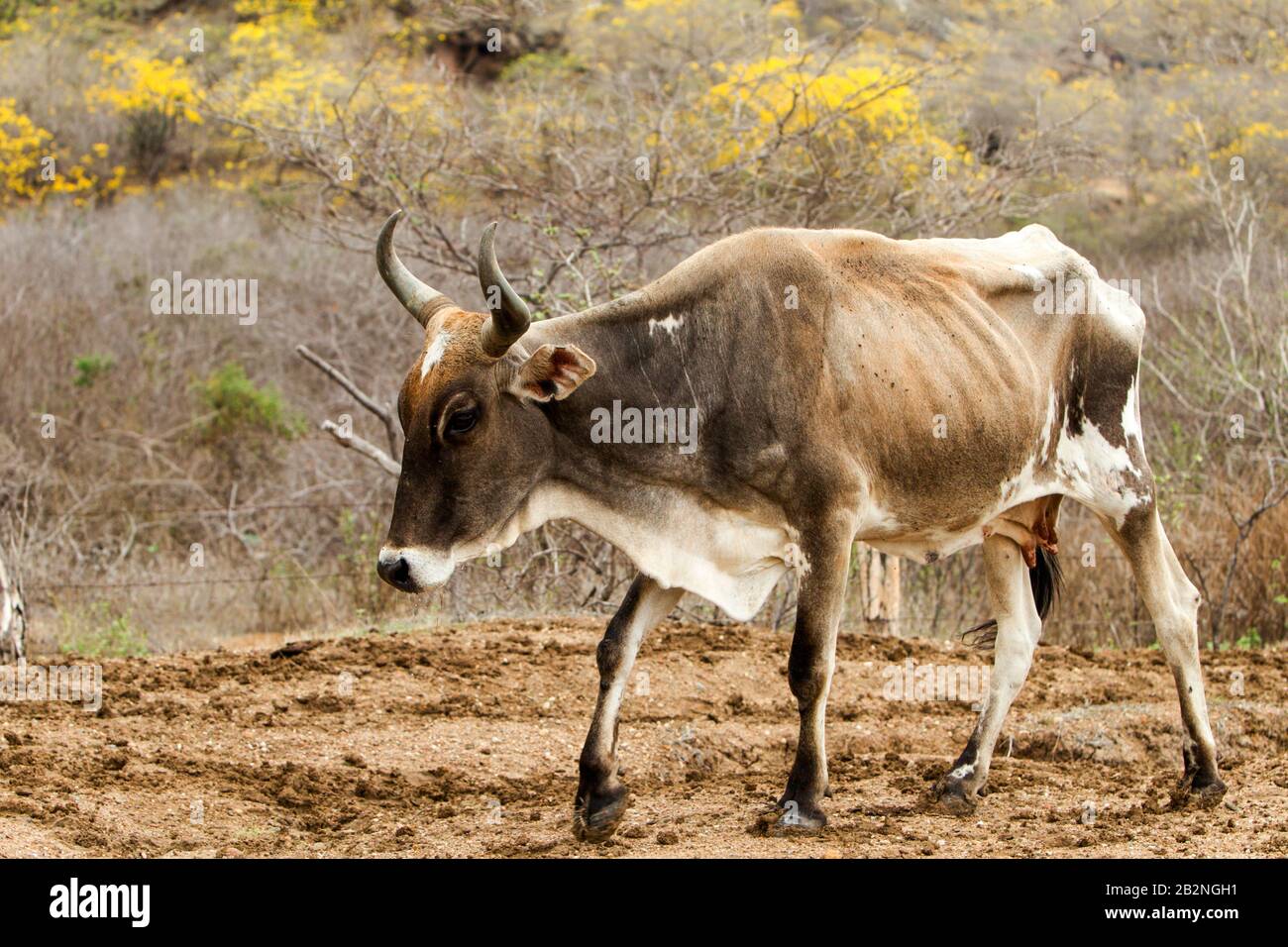 Sick Animal With Signs Of Severe Malnutrition Stock Photo - Alamy