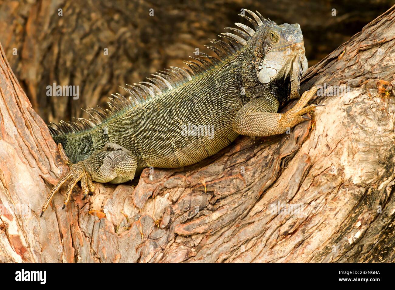 Adult Male Iguana In The Wild South Of Ecuador Stock Photo - Alamy