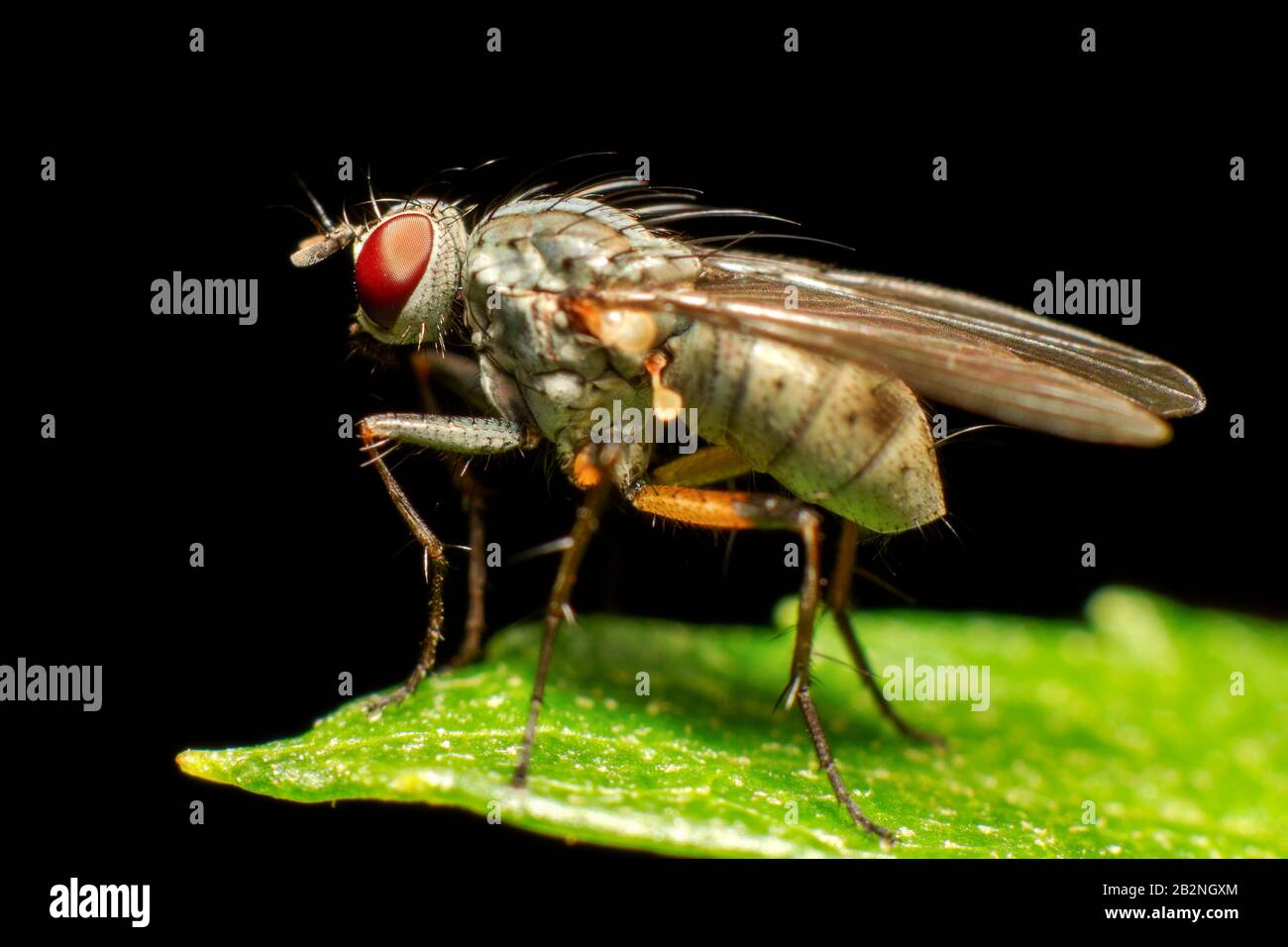 True Flies Are Insects Of The Order Diptera They Poses A Single Pare Of ...