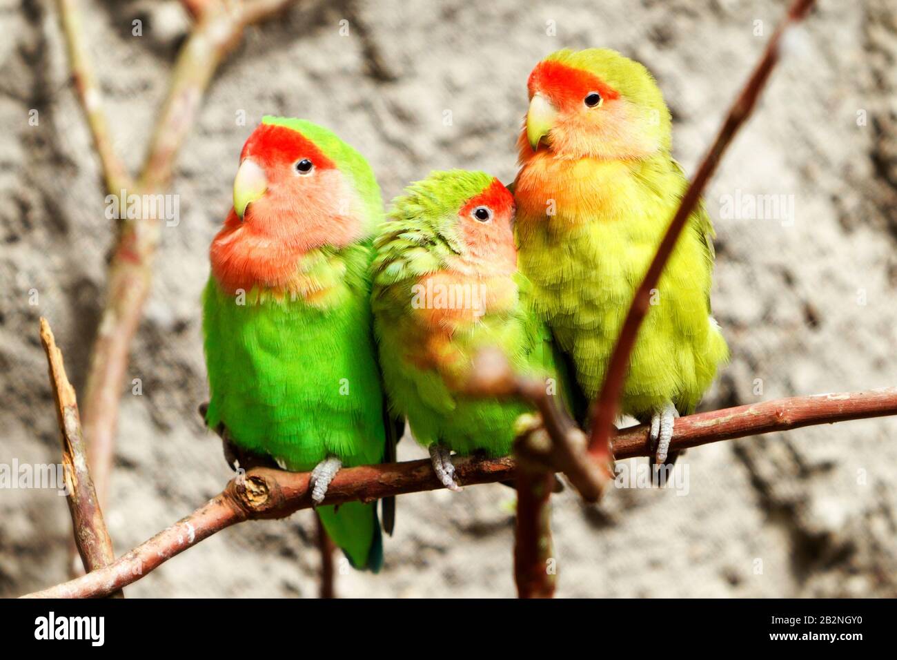 Love Birds Branch