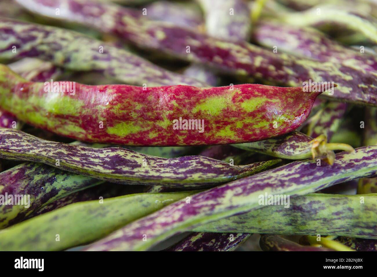 Purple stained raw green beans Stock Photo - Alamy