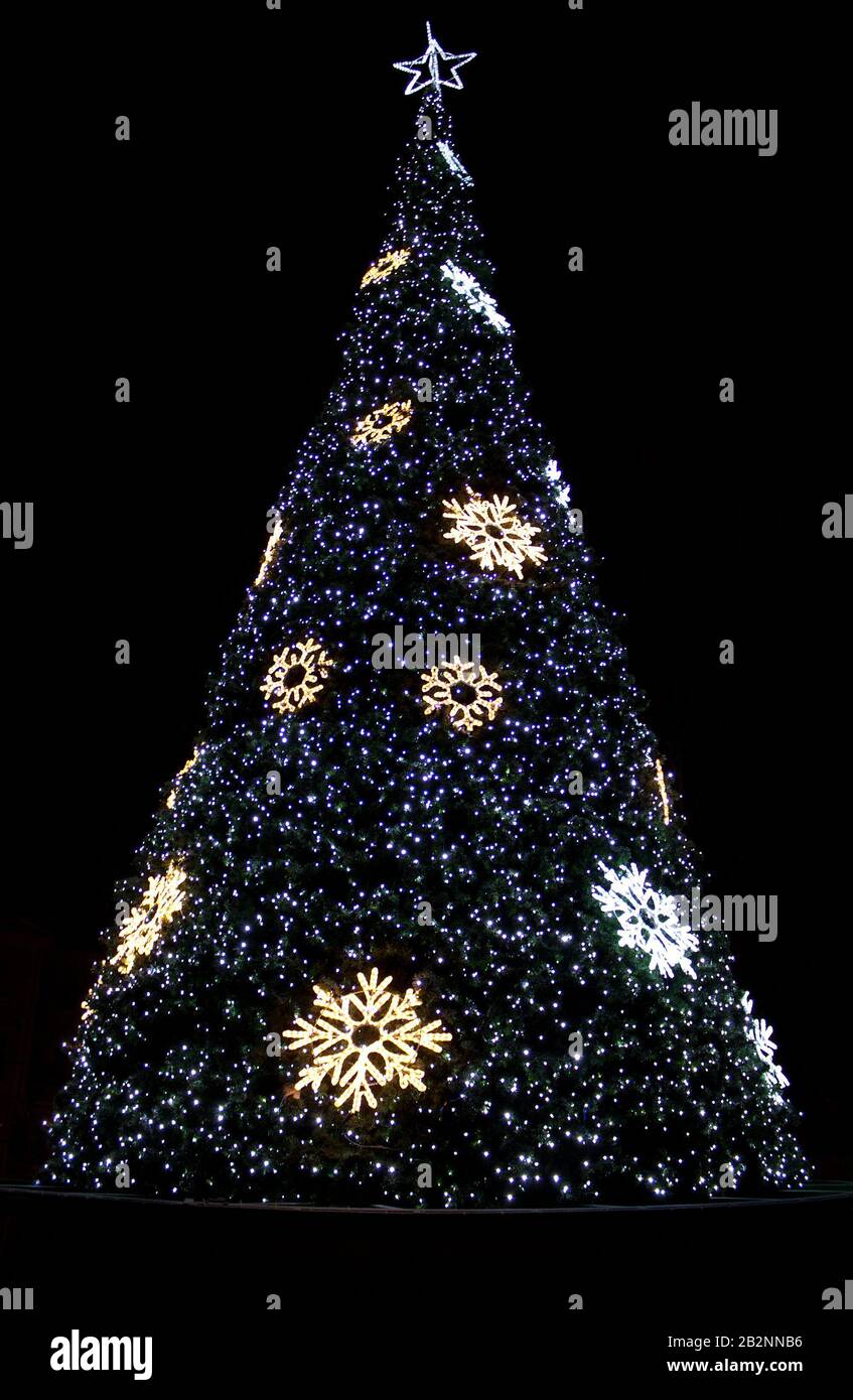 Beautiful shining christmas trees Stock Photo - Alamy