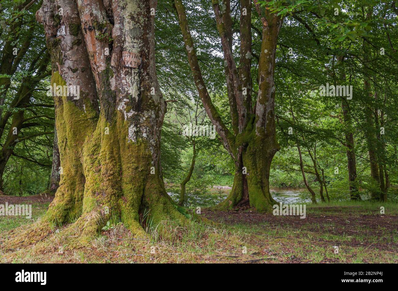 Old beech trees covered with moss, Glencoe, Scotland Stock Photo - Alamy