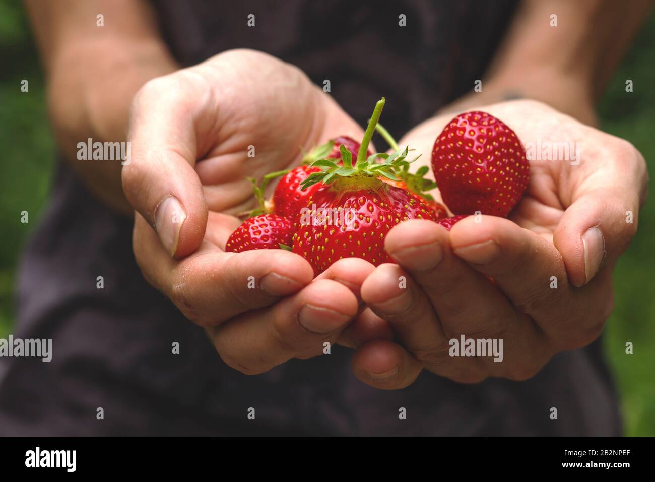 Fresh picked wild strawberries hi-res stock photography and images - Alamy