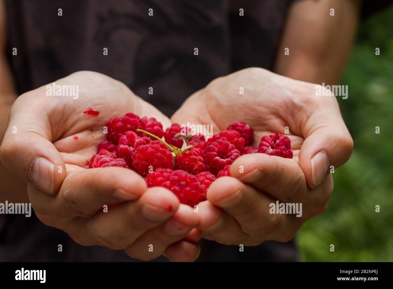 Raspberries growing hands hi-res stock photography and images - Alamy