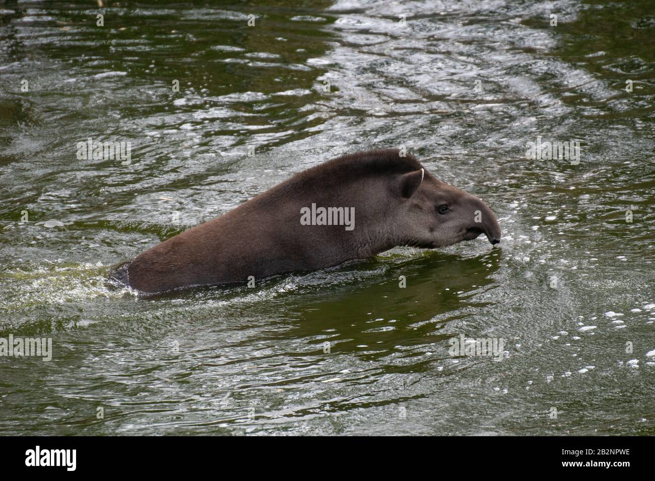 Portrait of a South American tapir swimming in the water in the wild ...