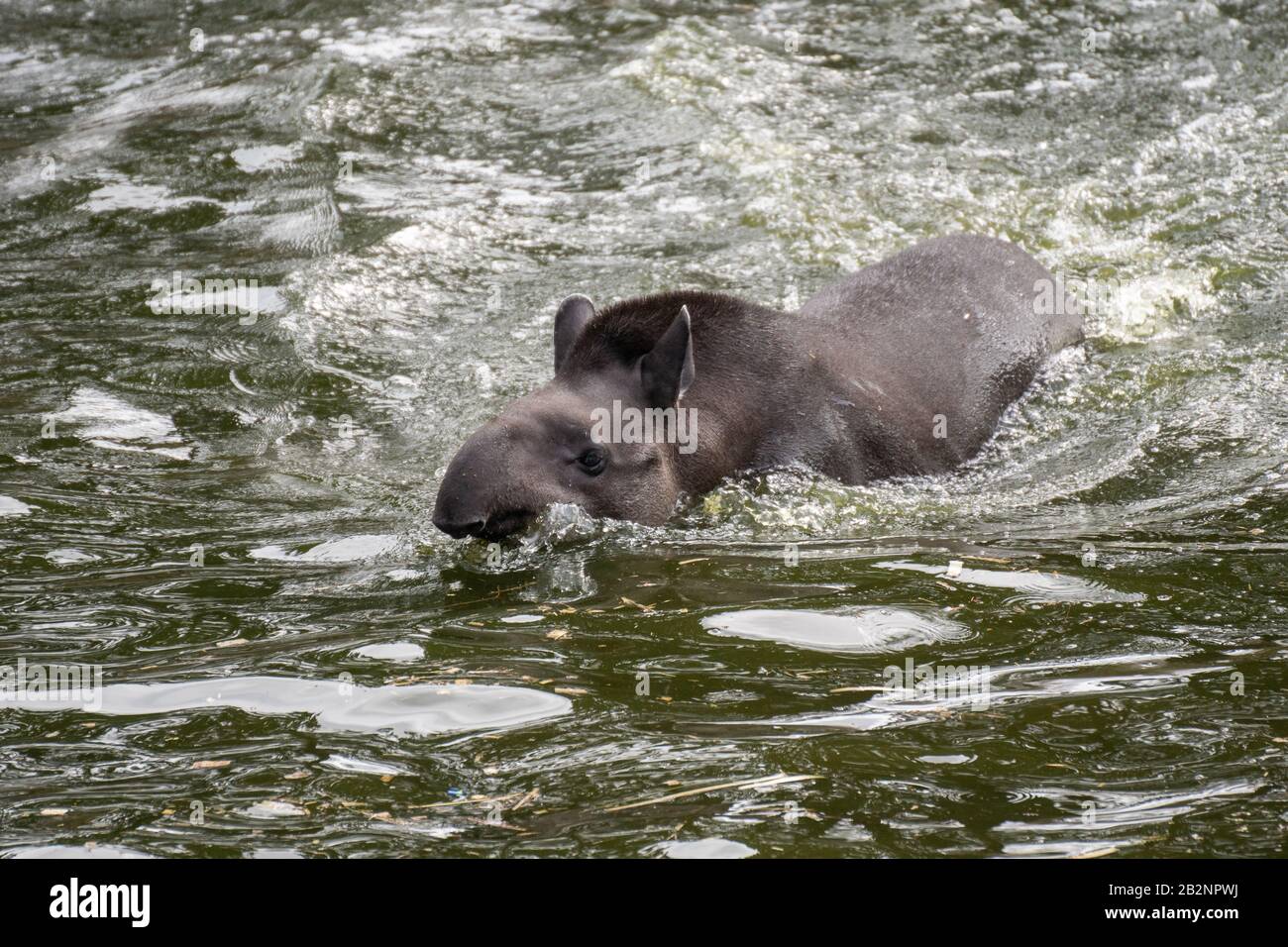 Portrait of a South American tapir swimming in the water in the wild ...