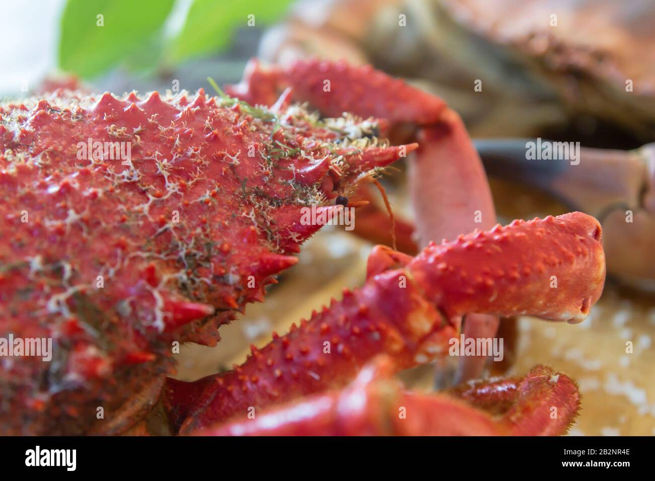 Red spiny spider crab, delicidous seafood preparation Stock Photo - Alamy