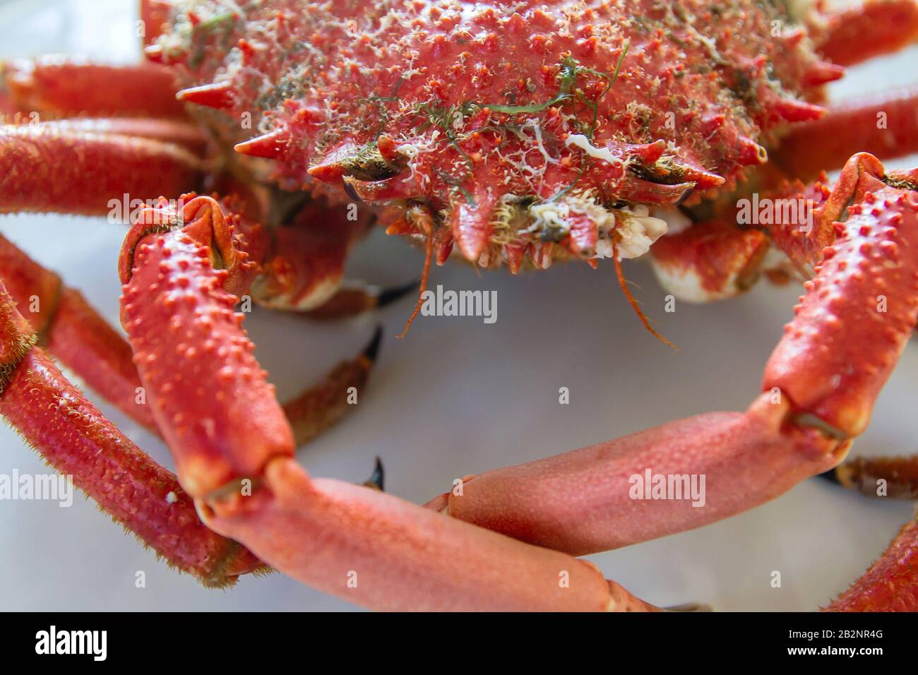Red Crab Spider High Resolution Stock Photography and Images - Alamy