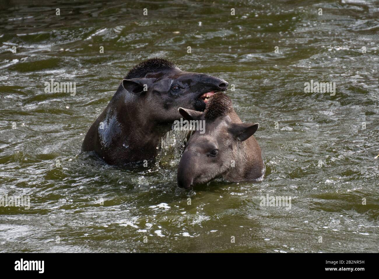 Portrait of two South American tapirs fighting and cracking each other ...