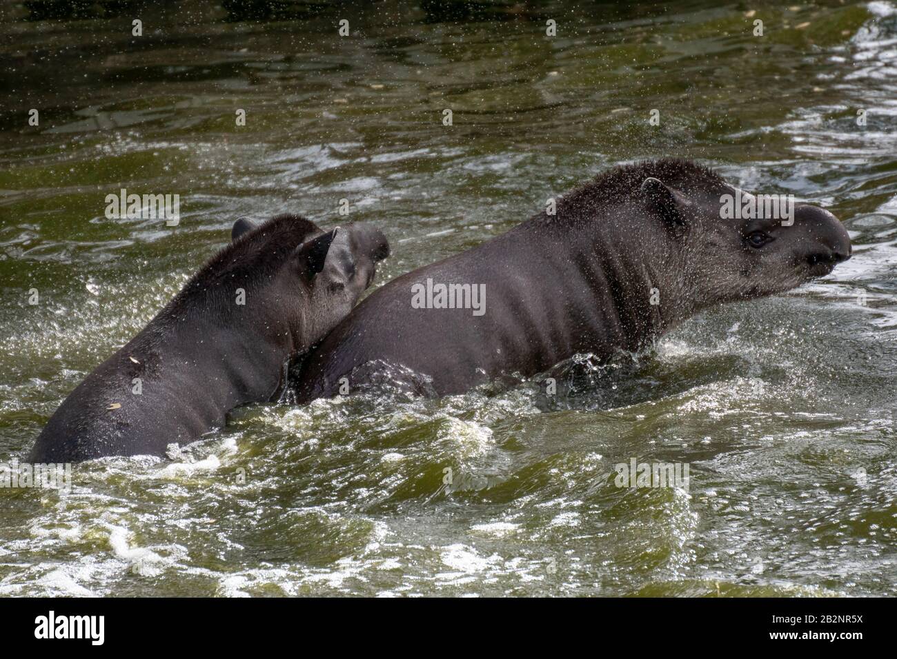 Portrait of two South American tapirs fighting and splashing other in ...