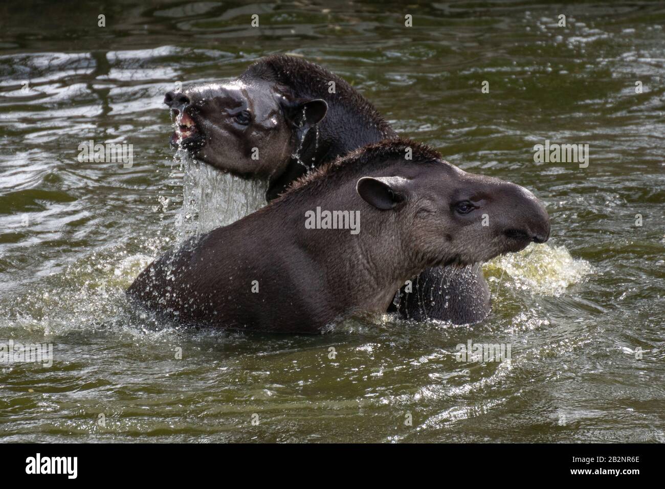 Portrait of two South American tapirs fighting and cracking each other ...