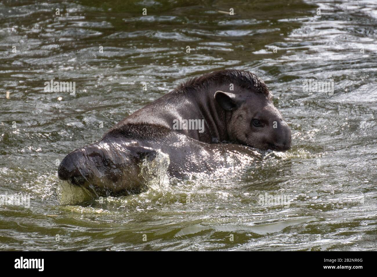 Portrait of two South American tapirs fighting and cracking each other ...