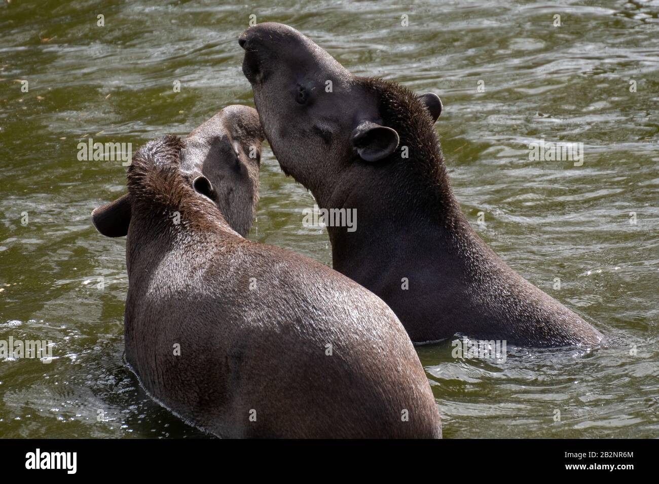 Portrait of two South American tapirs fighting and cracking each other ...