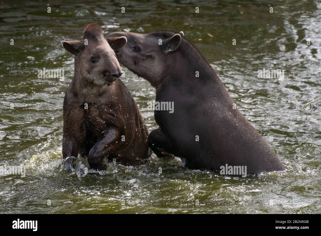 Portrait of two South American tapirs fighting and cracking each other ...