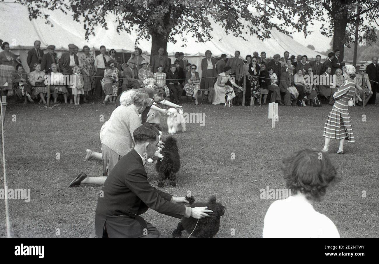1950s, historical, spectators watching pet owners with the poodle dogs ...