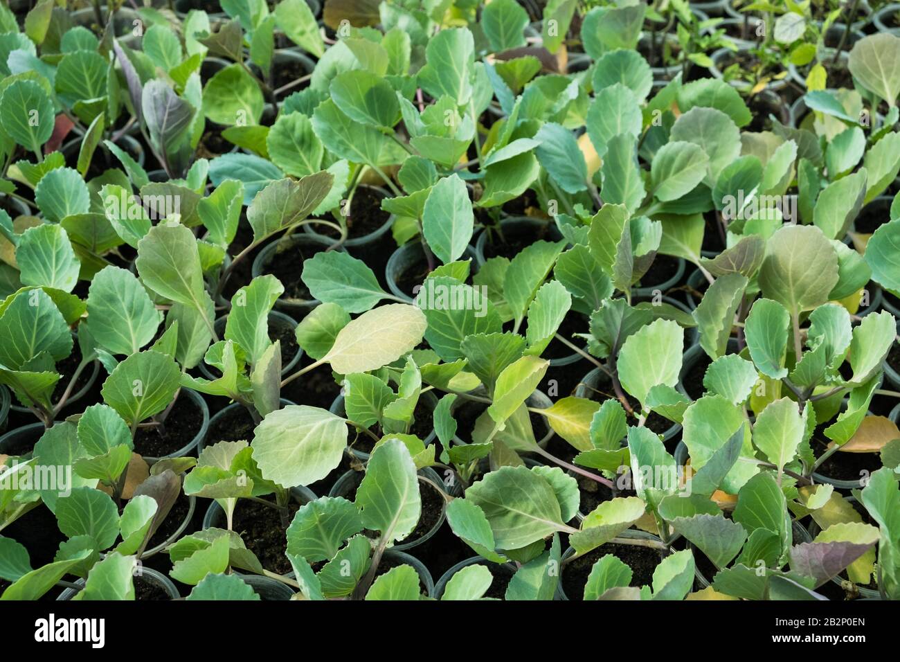 Young sprouts of cabbage seedlings in the garden. Greenhouse plants of ...