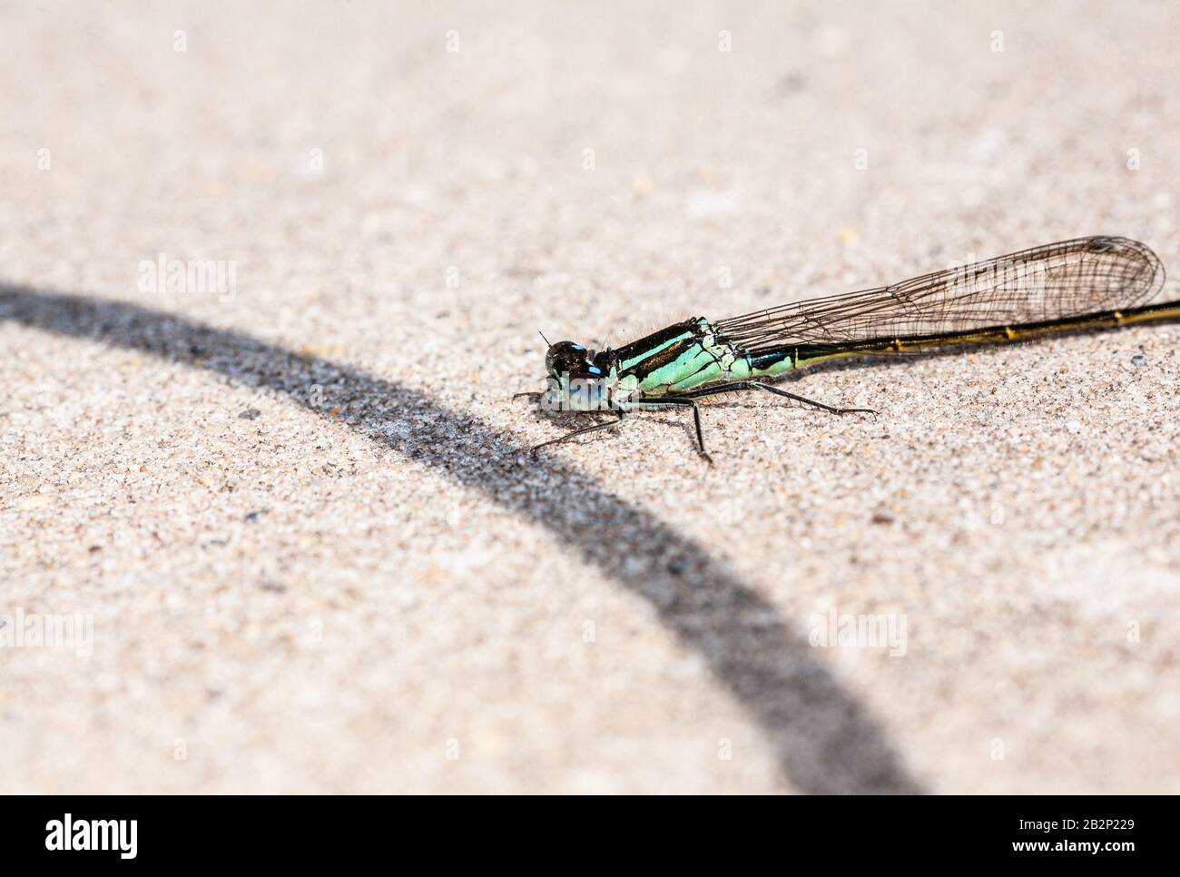 Bugs and mini beasties taken at RSPB, Saltholme, Seal Sands, Teesside ...