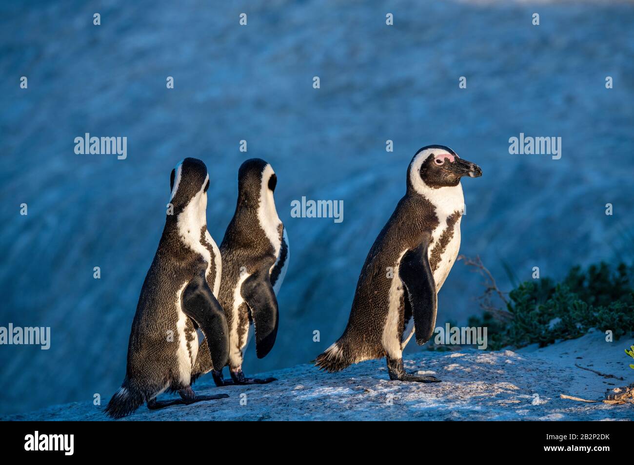 African penguins. Dark blue background. African penguin also known as ...
