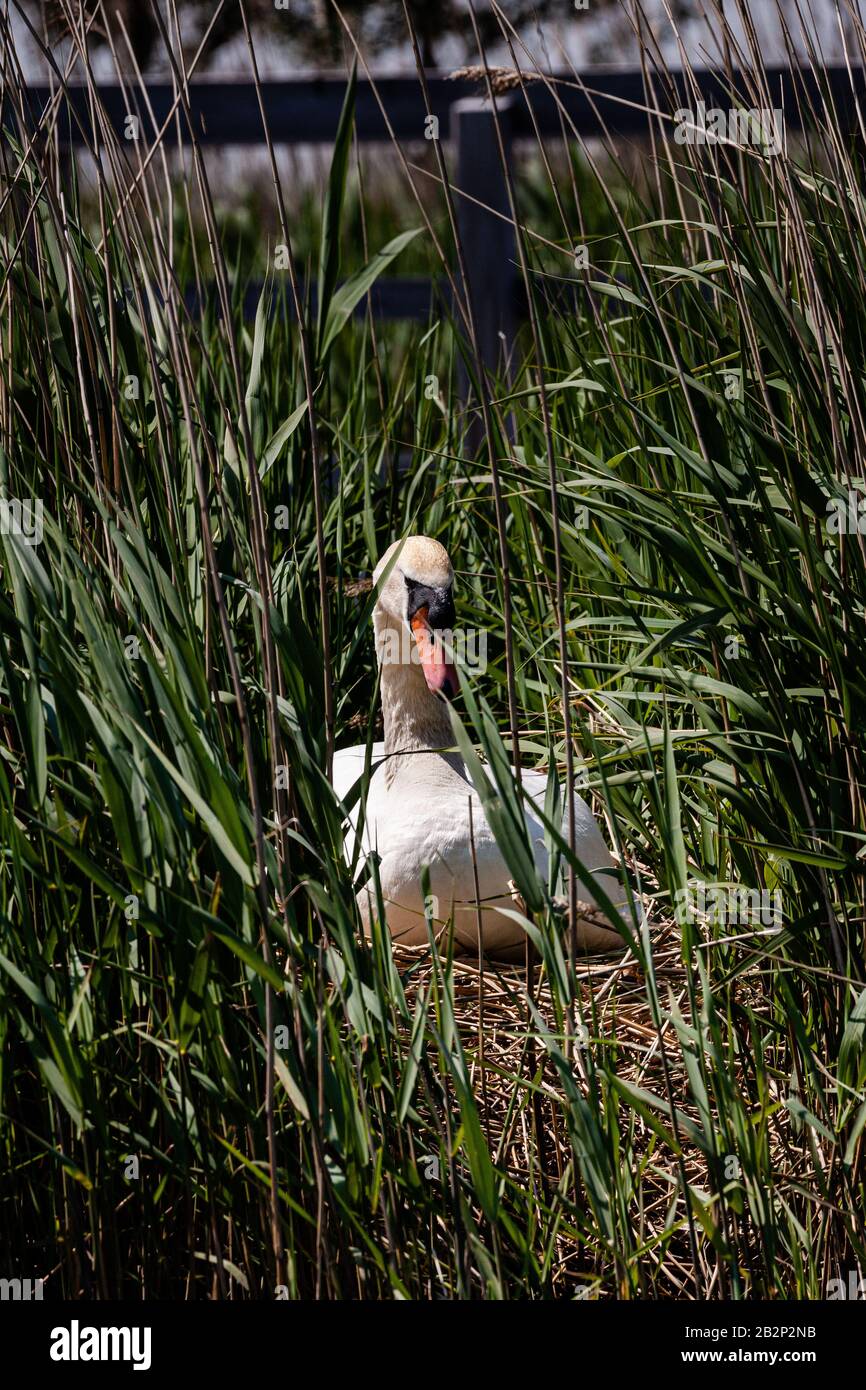 Bugs and mini beasties taken at RSPB, Saltholme, Seal Sands, Teesside ...