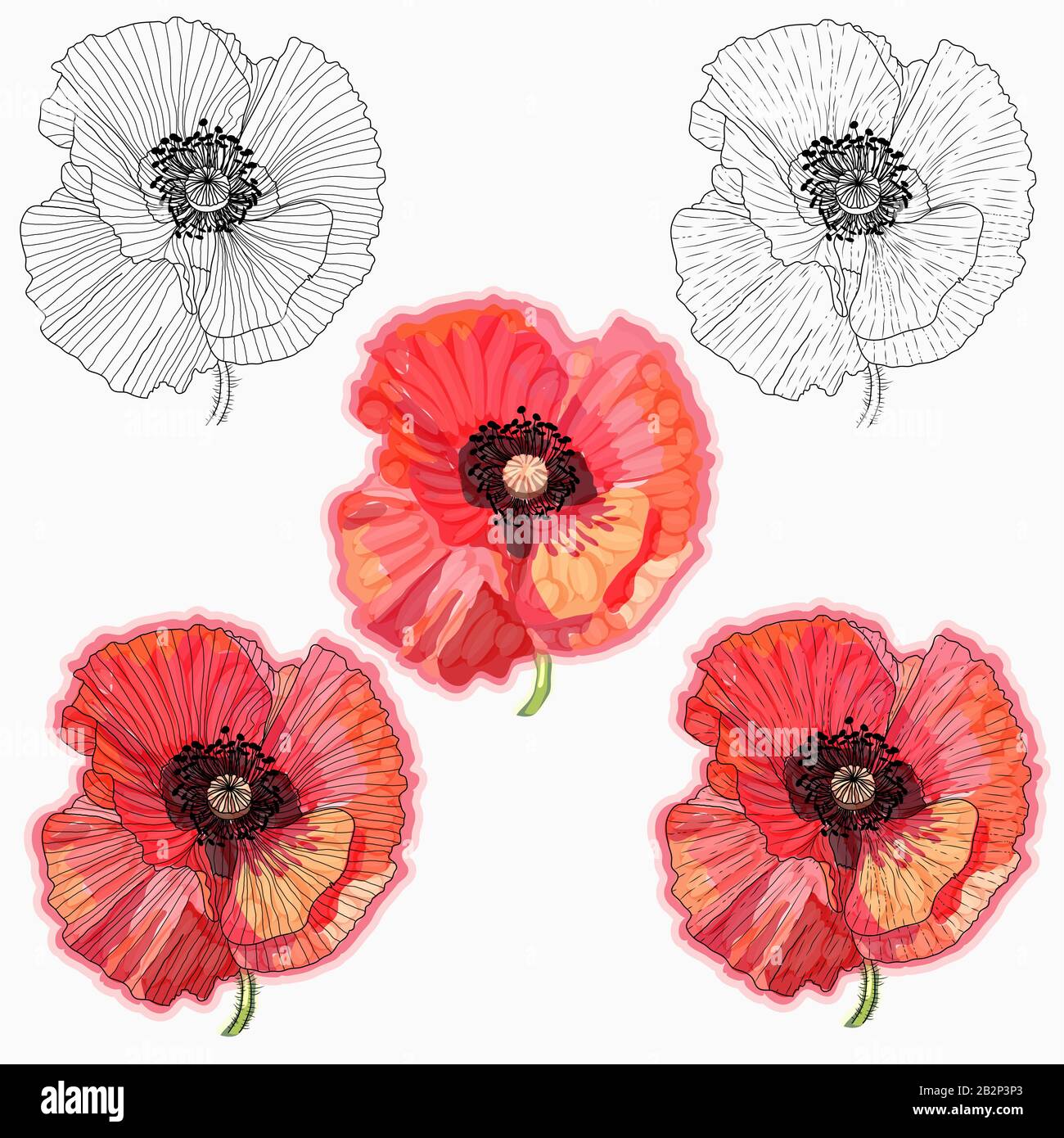 Poppy Pencil Drawing