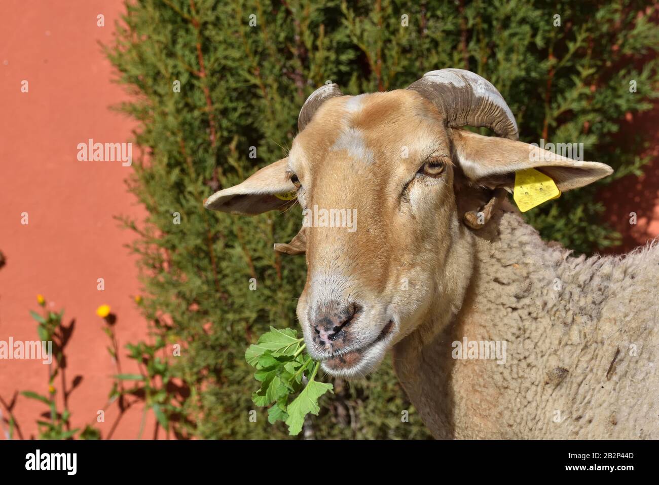 Sheep eating close up hi-res stock photography and images - Alamy