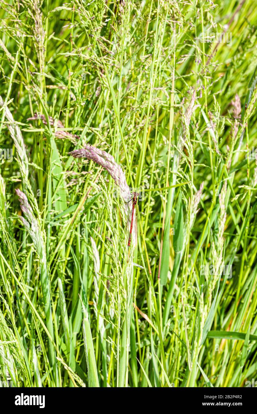Bugs and mini beasties taken at RSPB, Saltholme, Seal Sands, Teesside ...