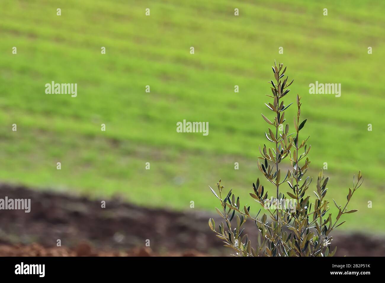 Young olive tree hi-res stock photography and images - Alamy