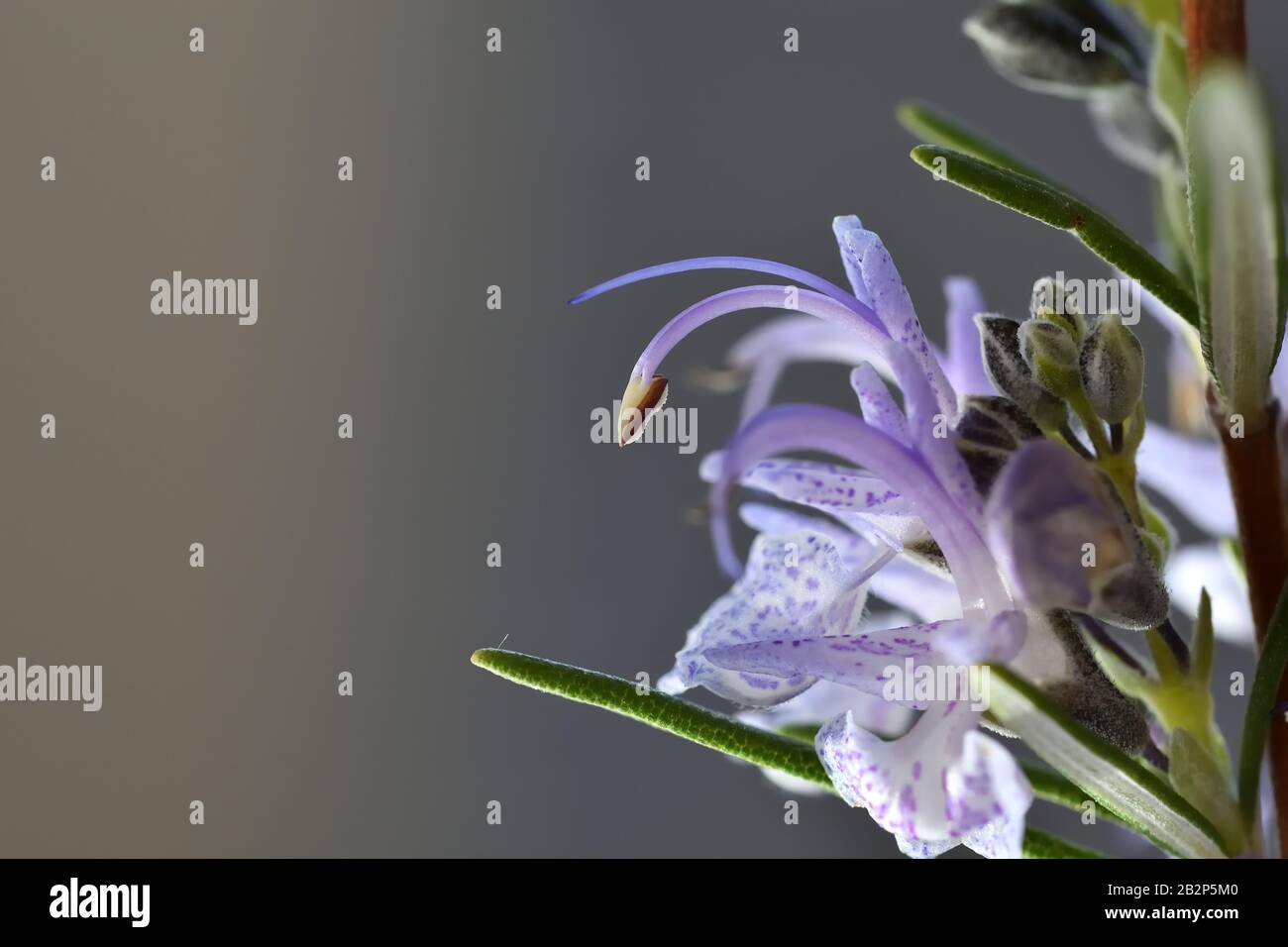 Details of delicate wild rosemary flowers with a soft unfocused ...