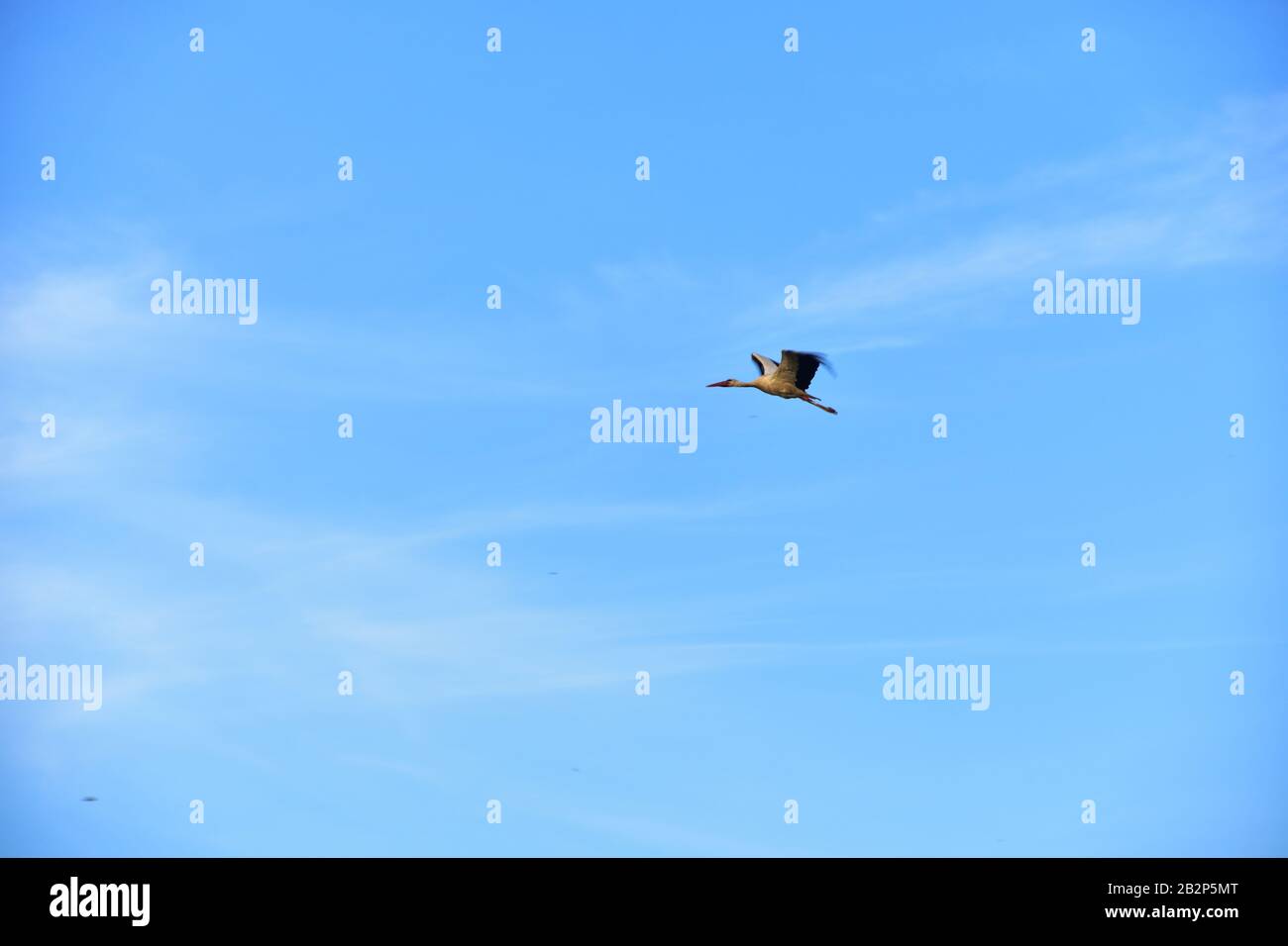 Stork and plane hi-res stock photography and images - Alamy