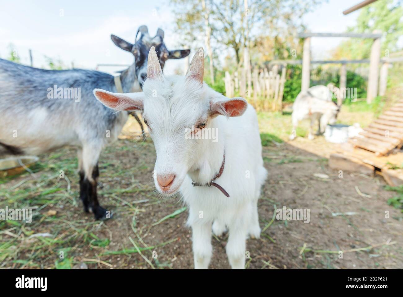 Cute young baby goat relaxing in ranch farm in summer day. Domestic ...