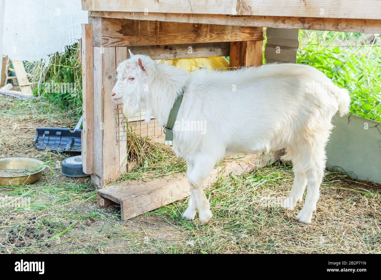 Cute goat relaxing in ranch farm in summer day. Domestic goats grazing ...