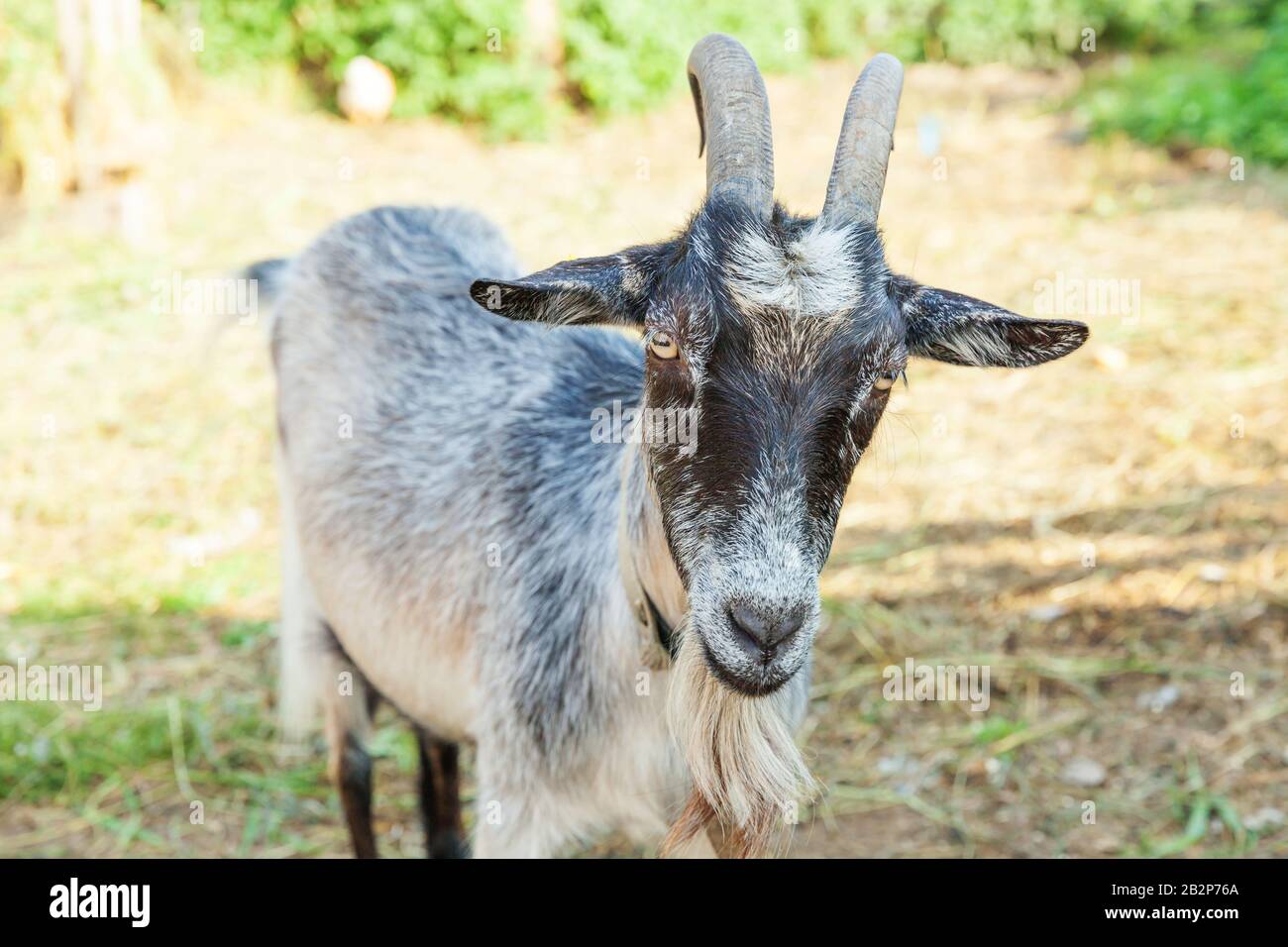 Cute goat relaxing in ranch farm in summer day. Domestic goats grazing ...