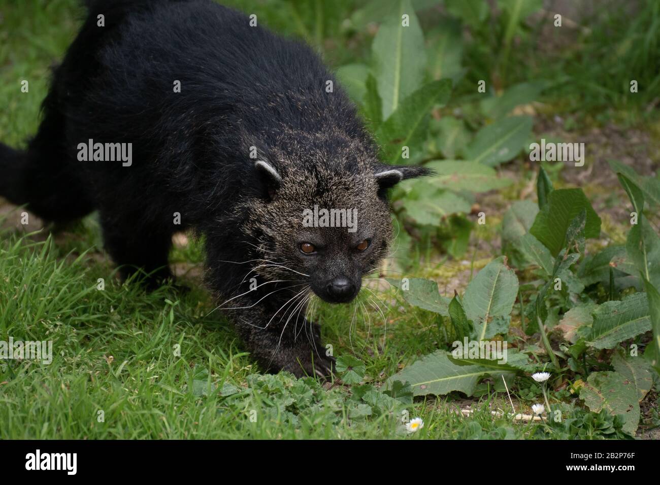 Portrait of a black bearcat also known as binturong walking on the ...