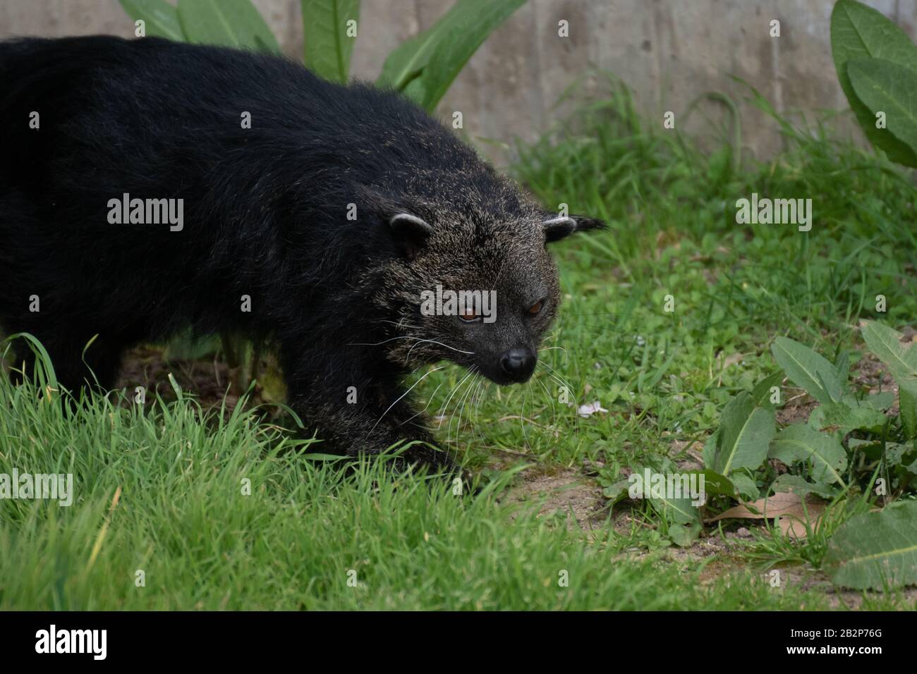 Rare black cat hi-res stock photography and images - Alamy