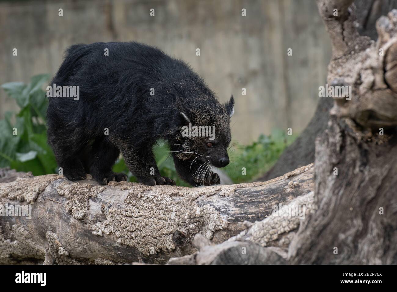 Portrait of a black bearcat also known as binturong walking on a log ...