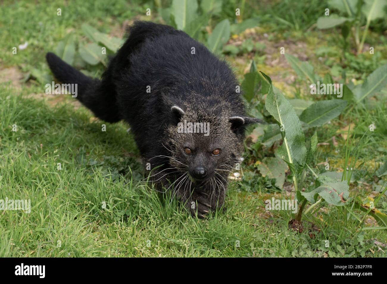 Portrait of a black bearcat also known as binturong walking on the ...