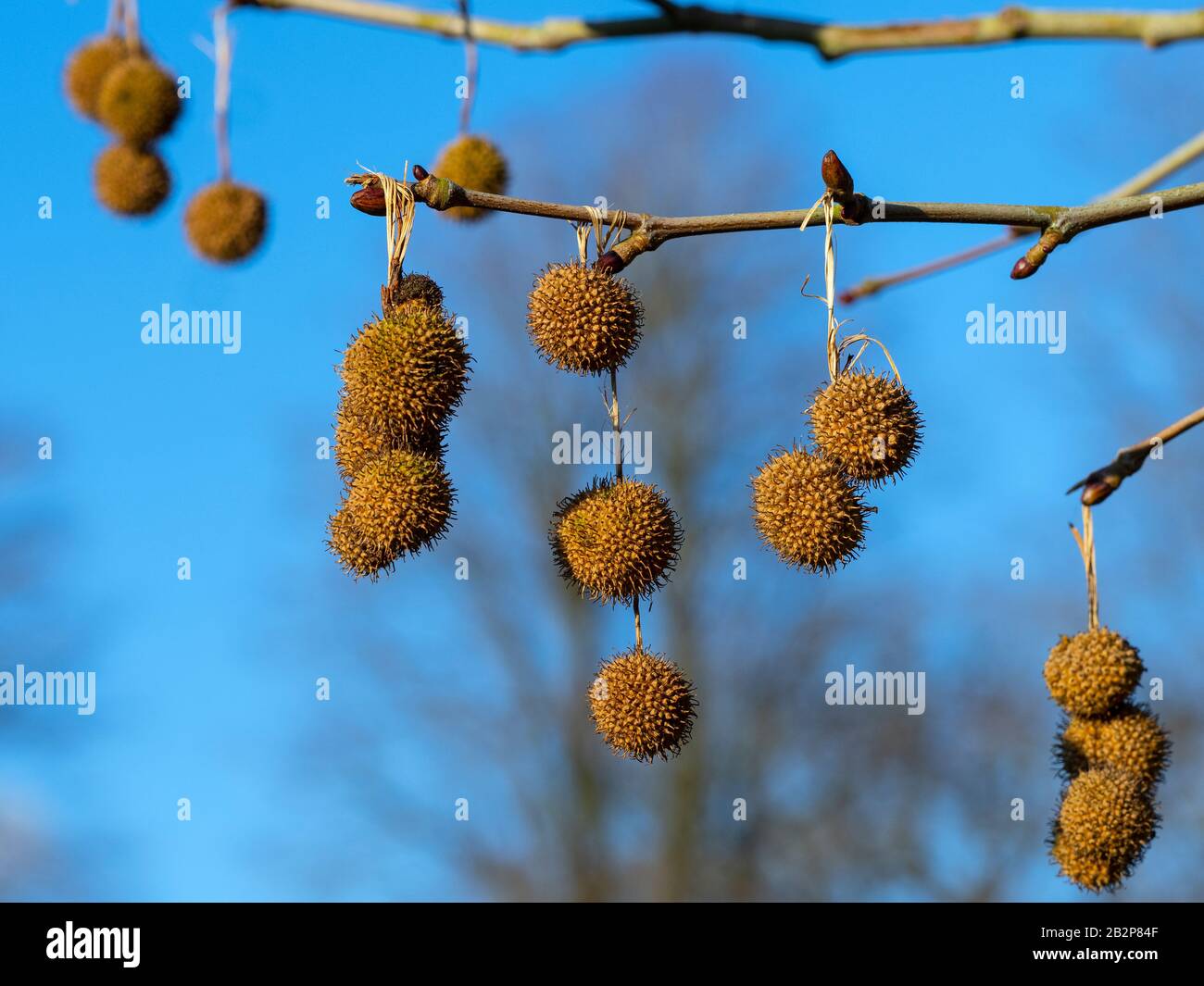 Platanus x hispanicus London plane Tree fruits in winter Norfolk Stock ...