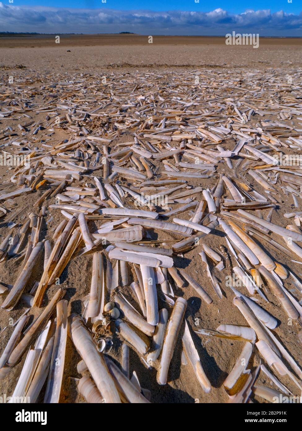 Razor Shell Ensis siliqua on Titchwell beach Norfolk Stock Photo - Alamy