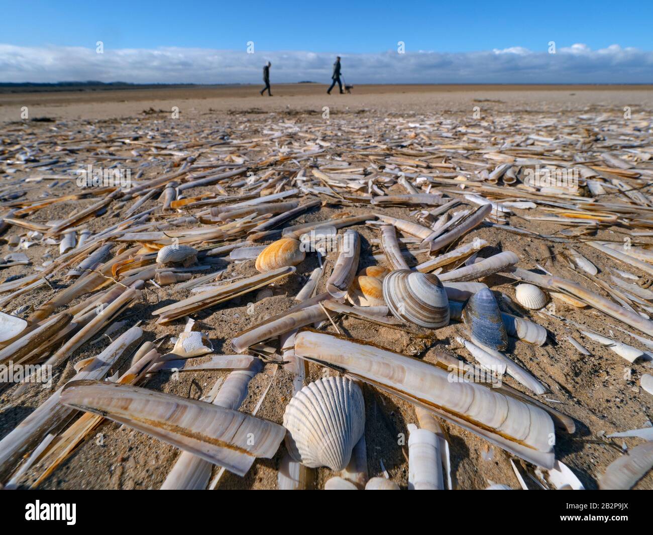 Razor Shell Ensis siliqua on Titchwell beach Norfolk Stock Photo - Alamy