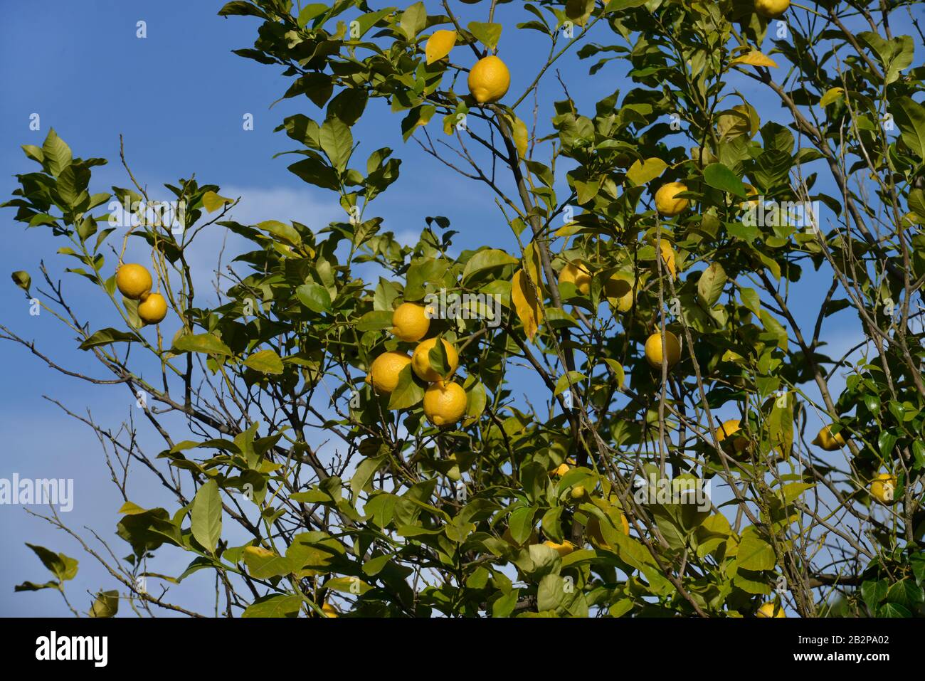 Zitronenbaum hi-res stock photography and images - Alamy