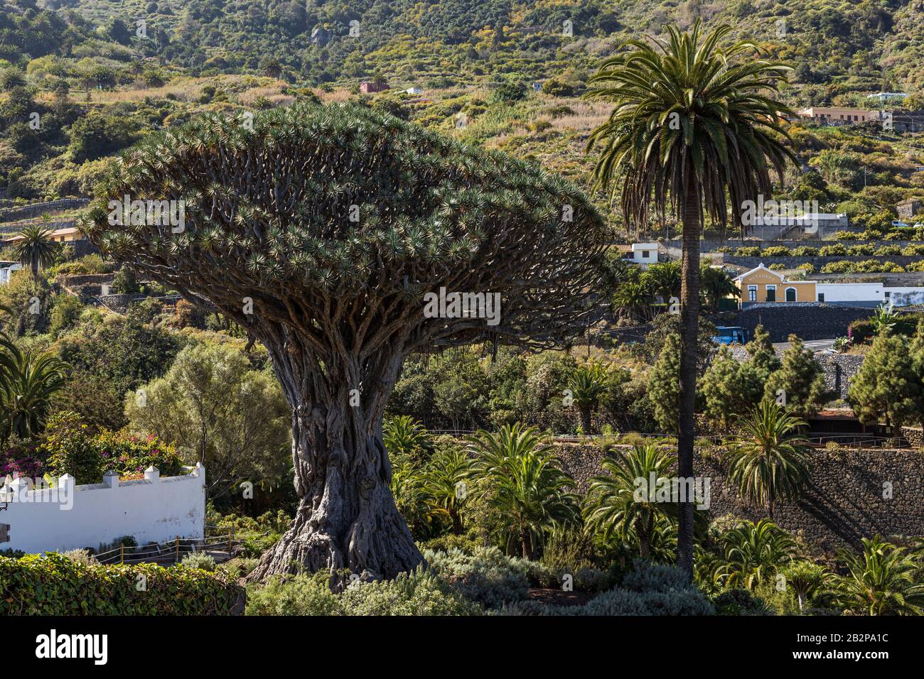 Drago milenario hi-res stock photography and images - Alamy