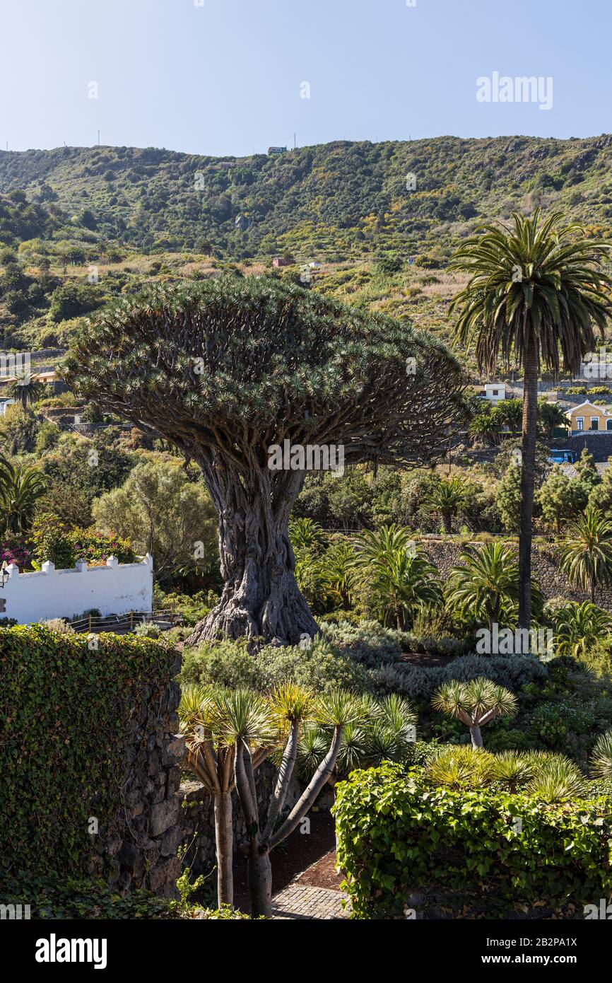 Drago tree, Dragon tree, drago milenario, Dracaena draco at Icod de los ...