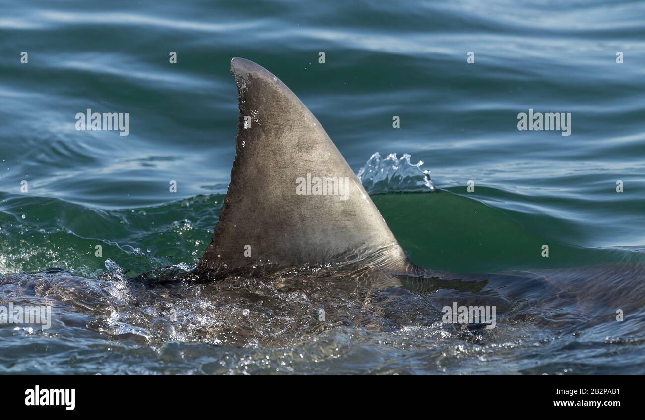 Shark fin above water hi-res stock photography and images - Alamy