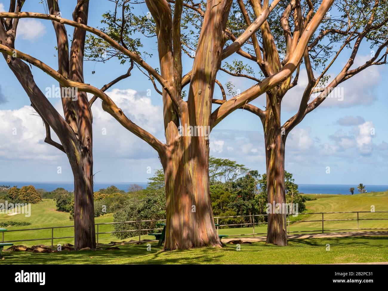 Deglupta hi-res stock photography and images - Alamy