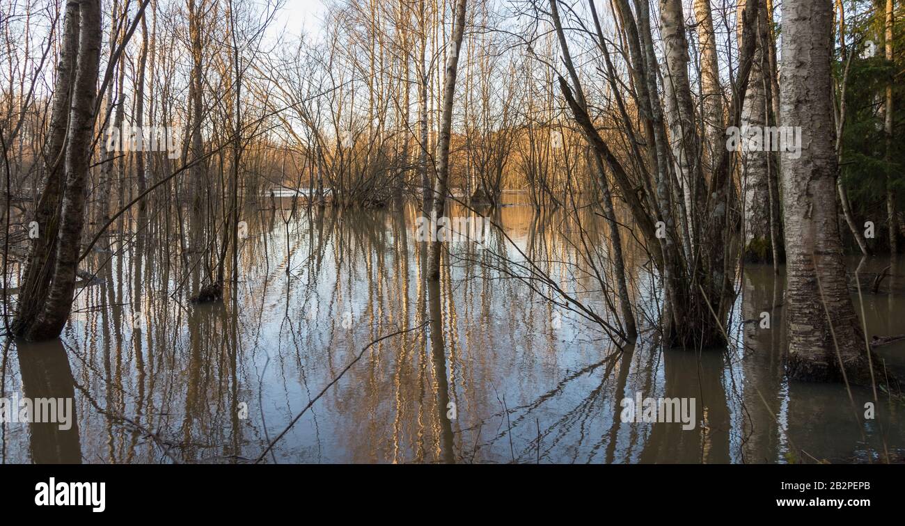 Flood in forset in Finland Stock Photo - Alamy
