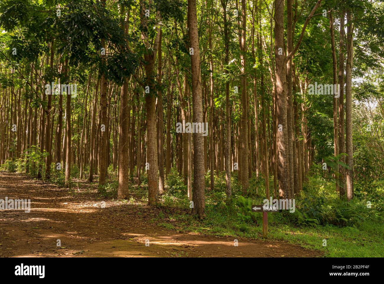 Mahogany tree farming hi-res stock photography and images - Alamy