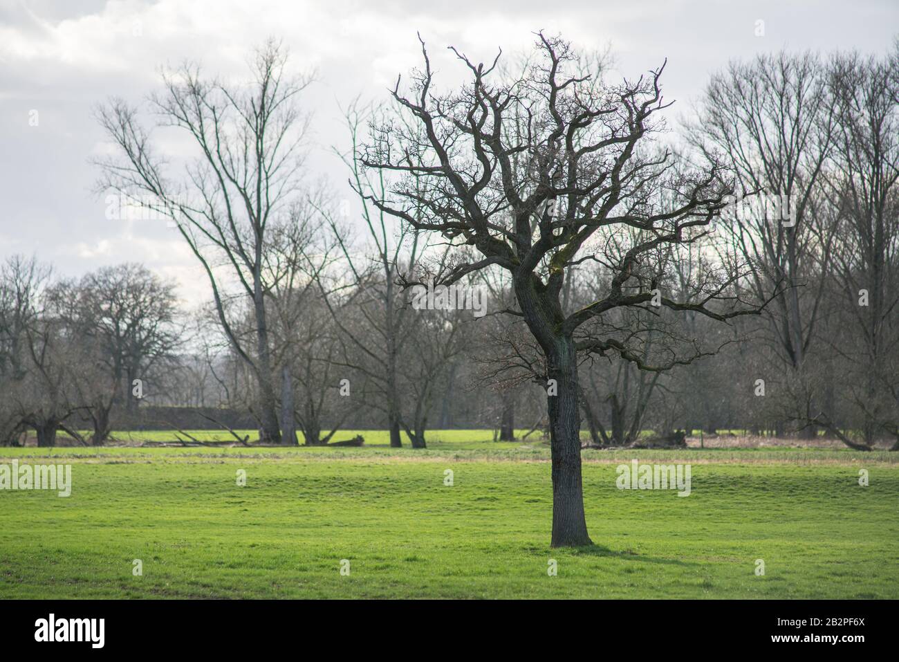 Floodplain in a snowless winter. View over the meadows with a single ...