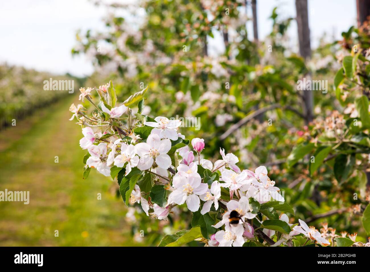 an orchard with fruit trees in blossom Stock Photo - Alamy